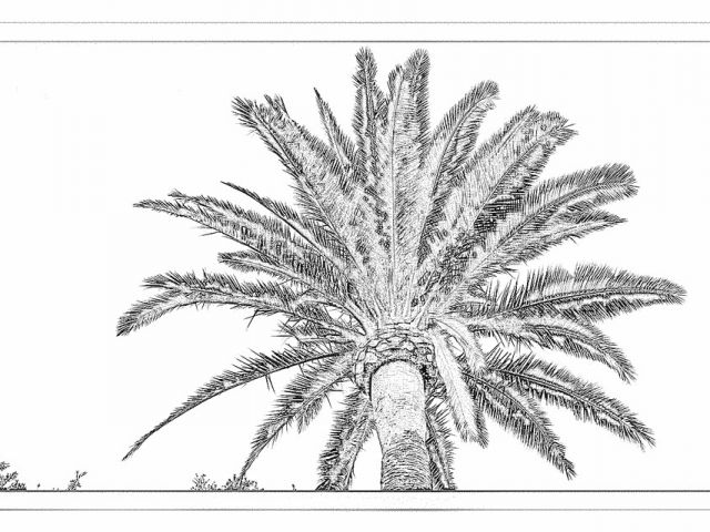 Coloriage Palmier Dattier Coloriage Contre Jour Palmier Dattier ...