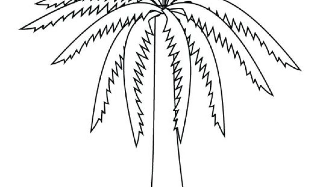 Coloriage Palmier Dattier Coloriage Palmier Img 9879 Dattier ...